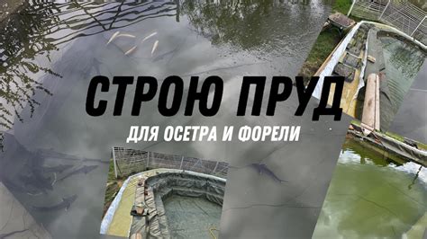 Строю пруд для осетра и форели Youtube