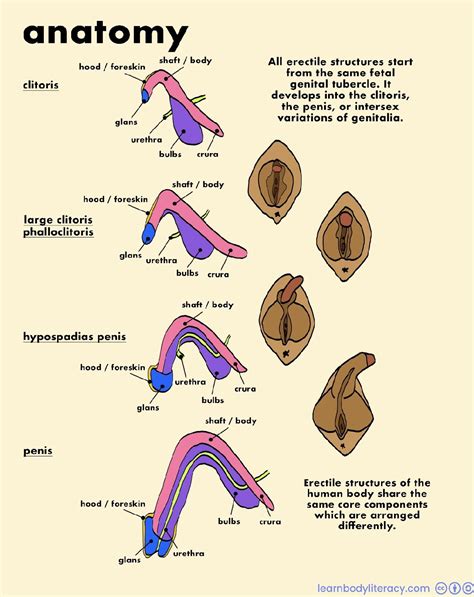 Intersex Anatomy
