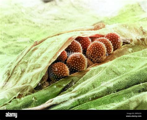 Scanning Electron Micrograph SEM Of Rust On Wheat Leaf Magnification X Stock Photo Alamy