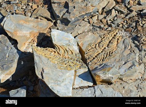 Approx 300 Million Year Old Fossils Of Mesosaurus Tenuidens Near