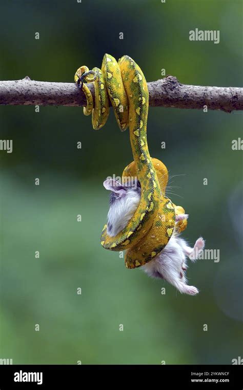 Python Catch A Prey On A Tree Stock Photo Alamy