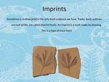 Types Of Fossils Powerpoint By Tess The Krafty Teacher TpT