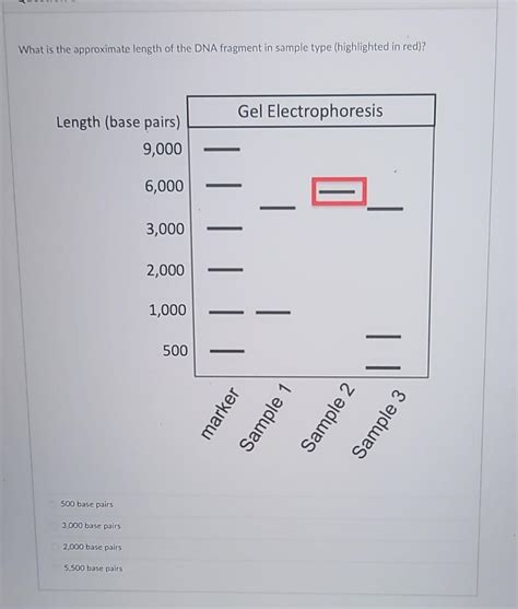 solved what is the approximate length of the dna fragment in
