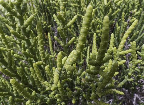 Arthrocnemum Macrostachyum Biodiversité Végétale Du Sud Ouest Marocain