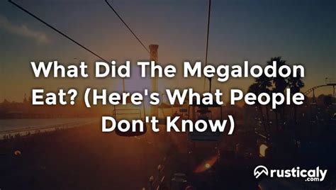 What Did The Megalodon Eat Read This Before Moving On