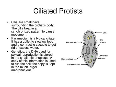 Ppt Protists Powerpoint Presentation Id4200408