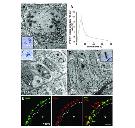 Proliferative Rate Of Neural Progenitors In The Ventricular Zone Vz Download Scientific