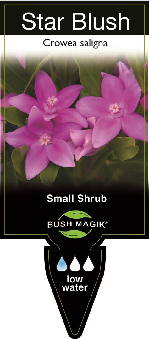 Crowea Saligna Star Blush Label