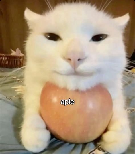 Pretty Cats 34 Hehehehe Cat Ideas To Save Today Silly Cats Cute