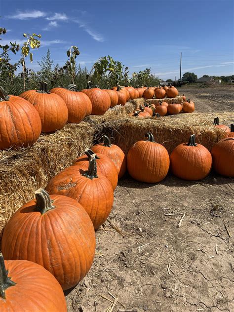 The Bartels Pumpkin Patch Fort Collins Co