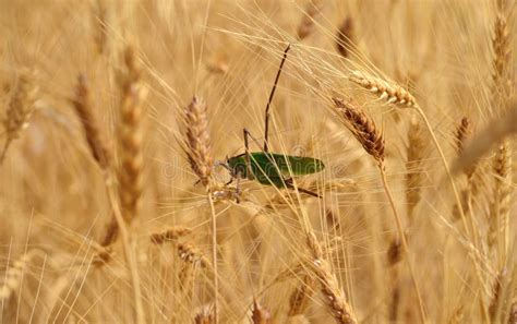Large Green Grasshopper Stock Image Image Of Ecosystem 73457631