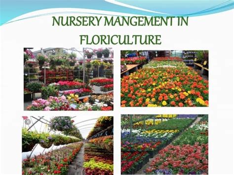 An Introduction To Nursery And Its Types Pptx