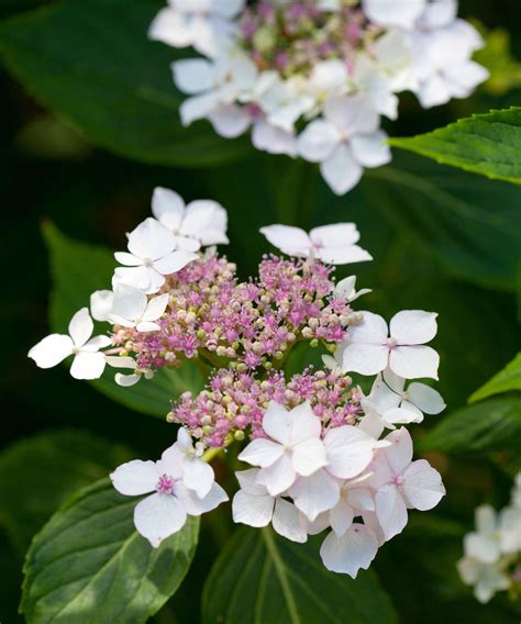 Best Hydrangea Varieties 15 Favorite Flowering