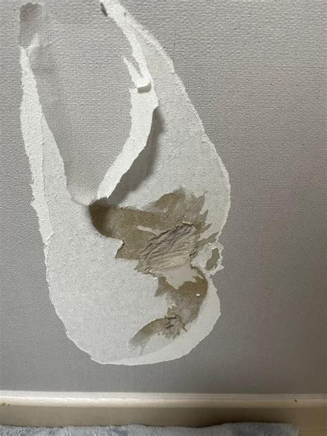 강아지 석고보드 벽 지식in