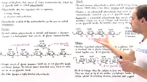 Polysaccharides Glycogen Starch And Cellulose Youtube