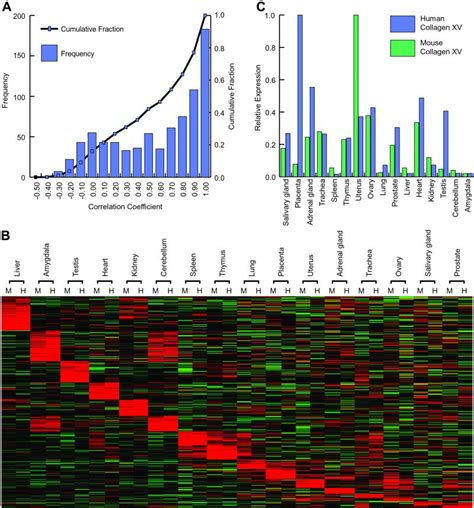 Large Scale Analysis Of The Human And Mouse Transcriptomes Pmc