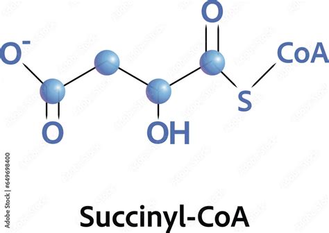 Succinyl Coa Is An Important Intermediate In The Citric Acid Cycle