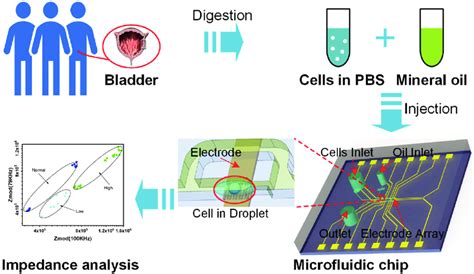 Schematic Diagram Of A Single Cell Impedance Biosensor For The Analysis