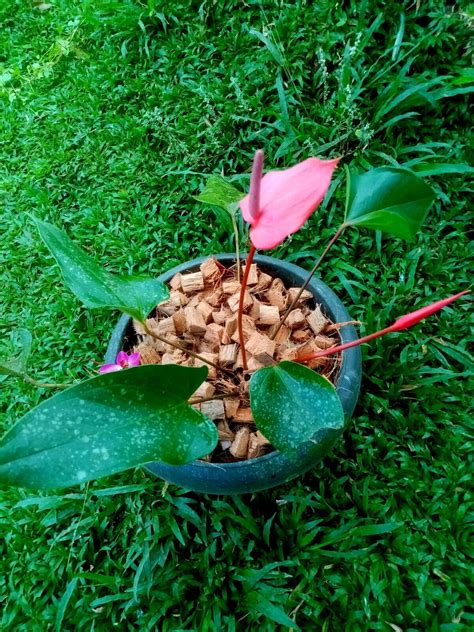 Coconut Husk Chips Natural Pure Organic 100 Natural For Anthuri Orkitt