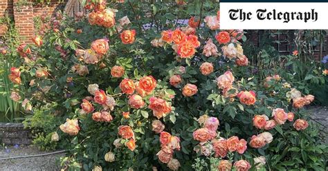 Which Telegraph Reader Has The Most Beautiful Roses In Britain