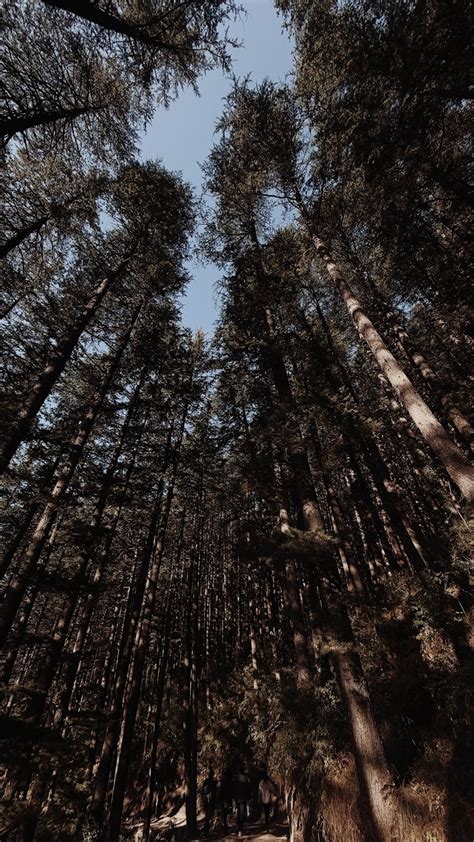 밝은 하늘 아래 키 큰 숲 나무들 · 무료 스톡 사진