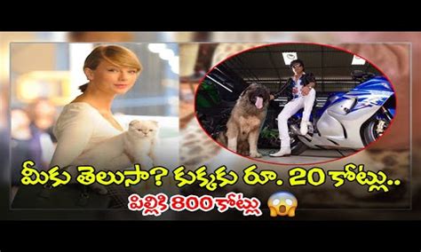 Taylor Swift Cat Olivia Benson Costs Rs Crore Benson Costliestcat Olivia Oliviabenson