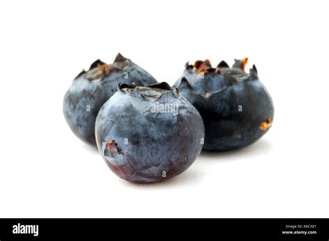 Blue Berry Blueberry Blueberries Blueberrys Berry Berries Fruit Health