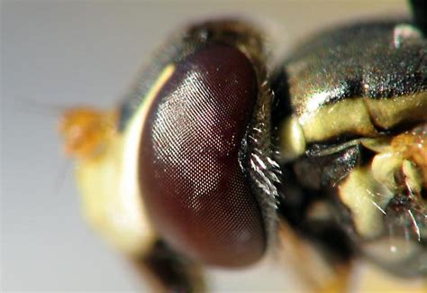 T Marginatus Toxomerus Marginatus Bugguidenet