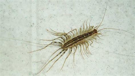 House Centipede Vs Silverfish How To Tell The Difference 2022