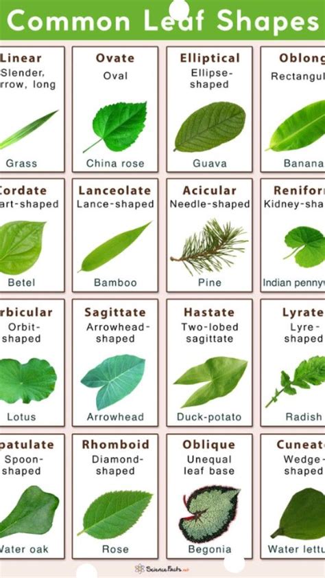 Identifying Common Leaf Shapes Botanical Leaf Identification Guide