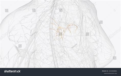 Pulmonary Plexus Autonomic Plexus Formed Pulmonary Stock Illustration 2433938901 Shutterstock