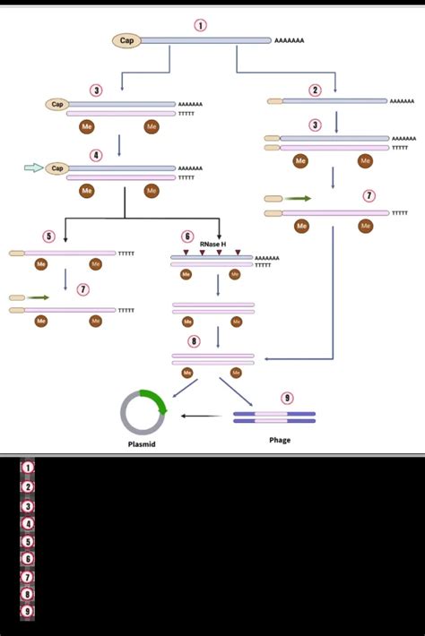 cdna cloning definition principle steps applications biology