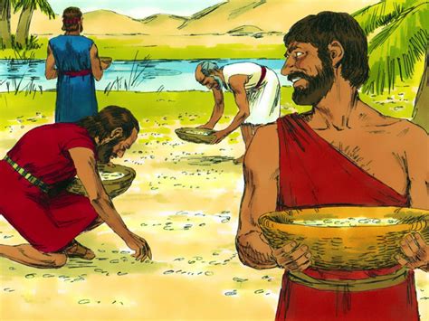 Manna And Quail Featured Exodus 16 Pnc Bible Reading Illustrated