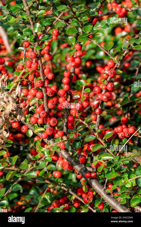 Cotoneaster Horizontalis A Spring Dwarf Spreading Shrub Hedging Plant With Red Berries And