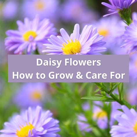 How To Grow And Care For Daisy Flowers