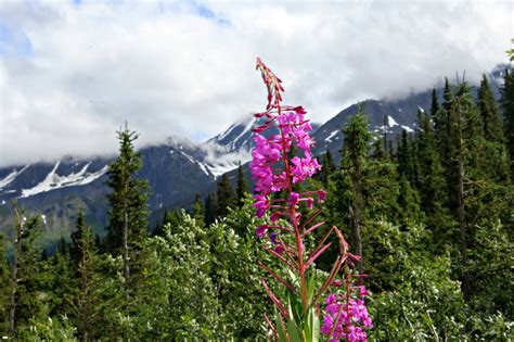Among The Alaskan Fireweed On Alaska 4 South A Beautiful Symbol Of