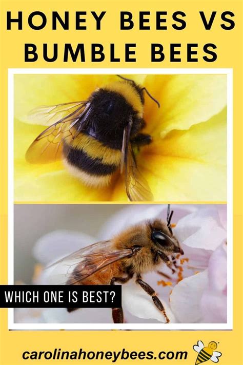 Honey Bees Vs Bumble Bees Understanding The Differences