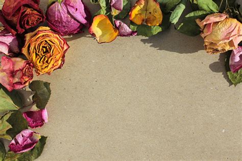 장미 꽃잎 햇빛과 그림자와 흰색 종이 배경에 잎의 건조 싹을 마련의 프레임 플랫 평설 축제 꽃 의 플로럴 Сoncept 의 휴일 인사말 카드 공간을 복사합니다 가을에 대한