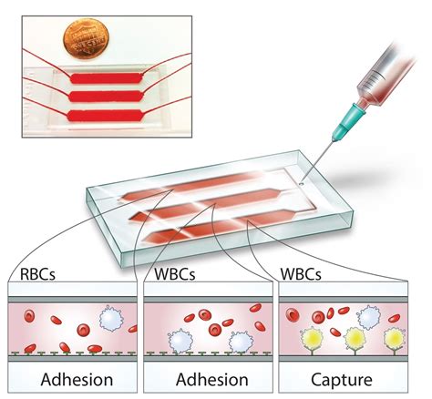 Adhesion Biochip Biochip Labs