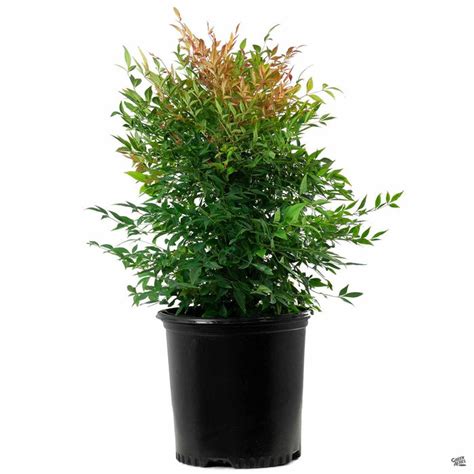 Heavenly Bamboo Gulf Stream — Green Acres Nursery And Supply