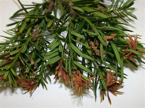 Home Yard And Garden Newsletter At The University Of Illinois