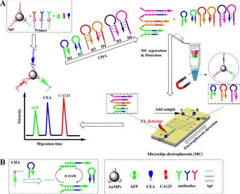 The Microfluidic Chip And Antibody Aptamer Encoding Probes Based