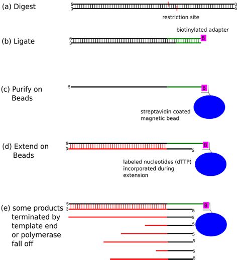 the ruler array method uses a digest ligate extend protocol to generate