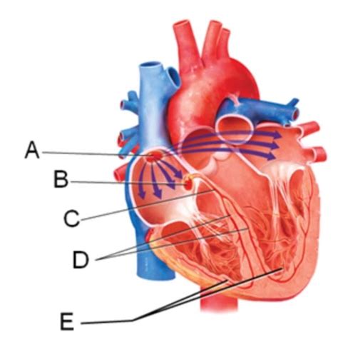 Diagram Of Conduction System Quizlet