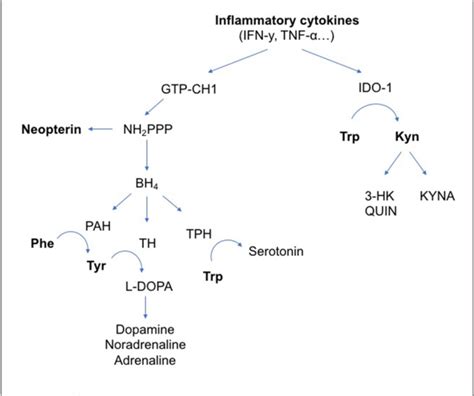 Figure 1 From Markers Of Inﬂammation And Monoamine Metabolism Indicate