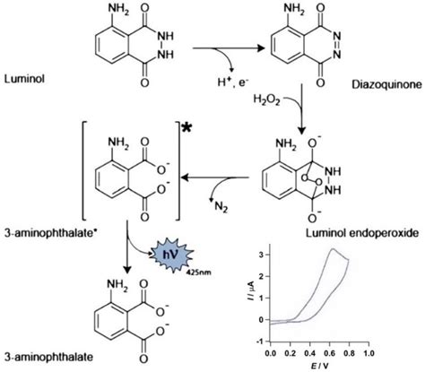 Ecl Generation By Luminol And H2o2 Inset Cyclic Voltammogram Of