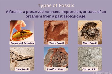 Get The Fossil Definition As Well As Examples And Types Learn How Fossils Form And Where To Get The Fossil Definition As Well As Examples And Types Learn How Fossils Form And Where To