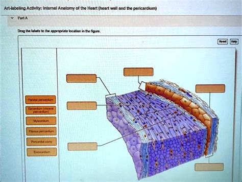 Art Labeling Activity Internal Anatomy Of The Heart Heart Wall And The
