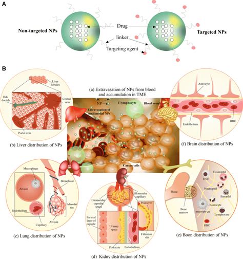 Schematic Representation Of Distribution Of Nanoparticles Nps Into