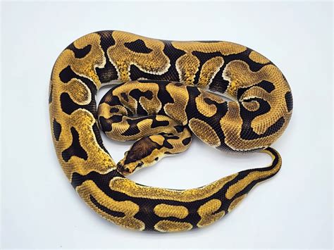 Enchi Puzzle Ball Python By Kyle Frost Reptiles Morphmarket